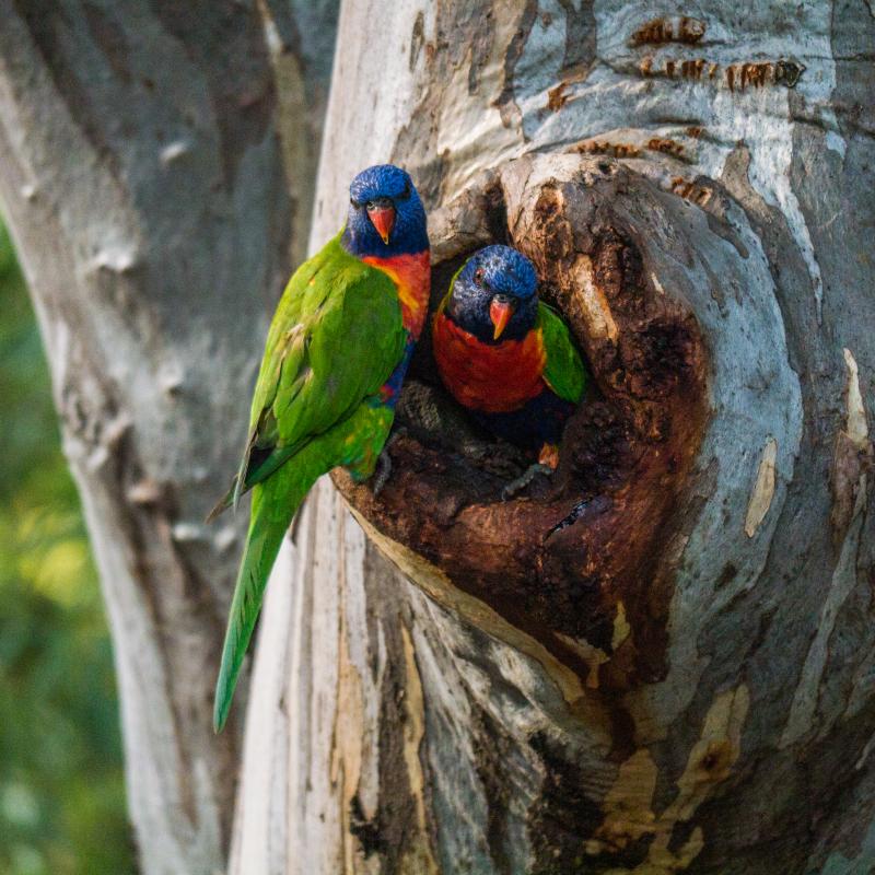 Lesson 1 • Living in the schoolyard | Primary Connections